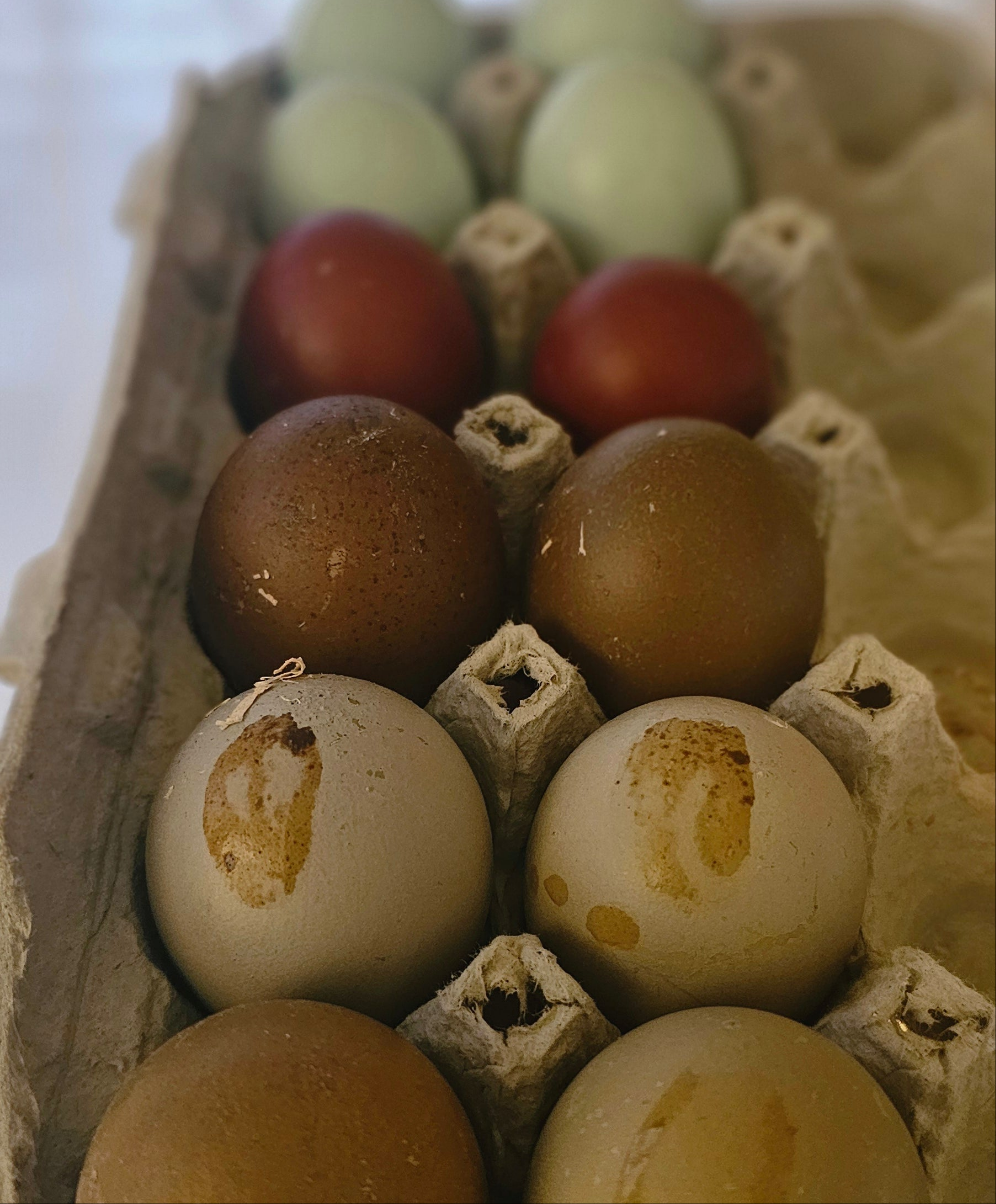 Olive Egger Hatching Eggs – Divergent Dahlias