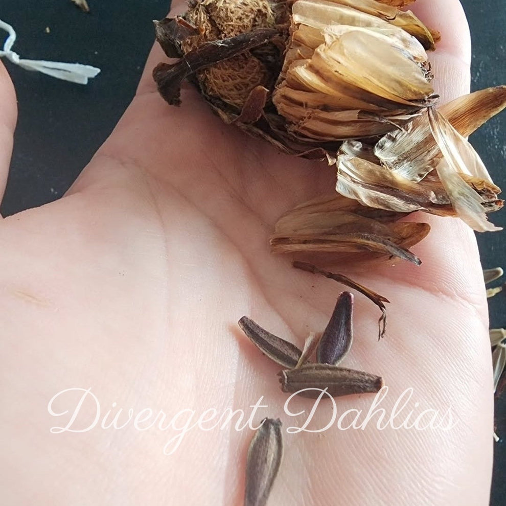 Dahlia Seeds – Divergent Dahlias