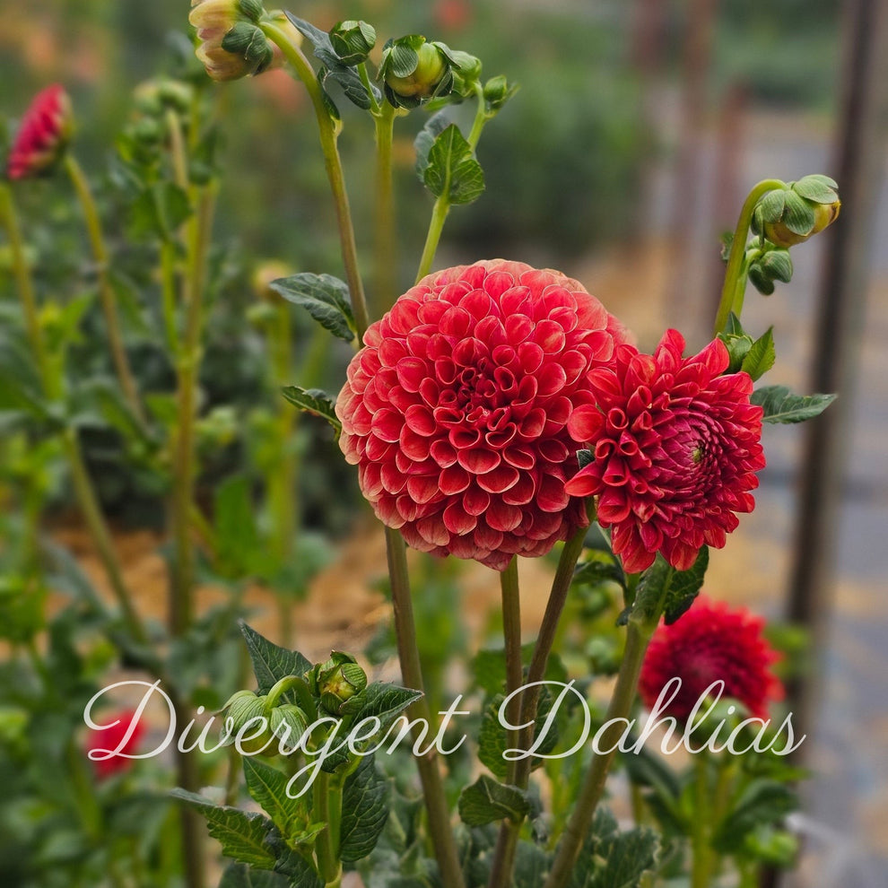 Valley Rust Bucket – Divergent Dahlias